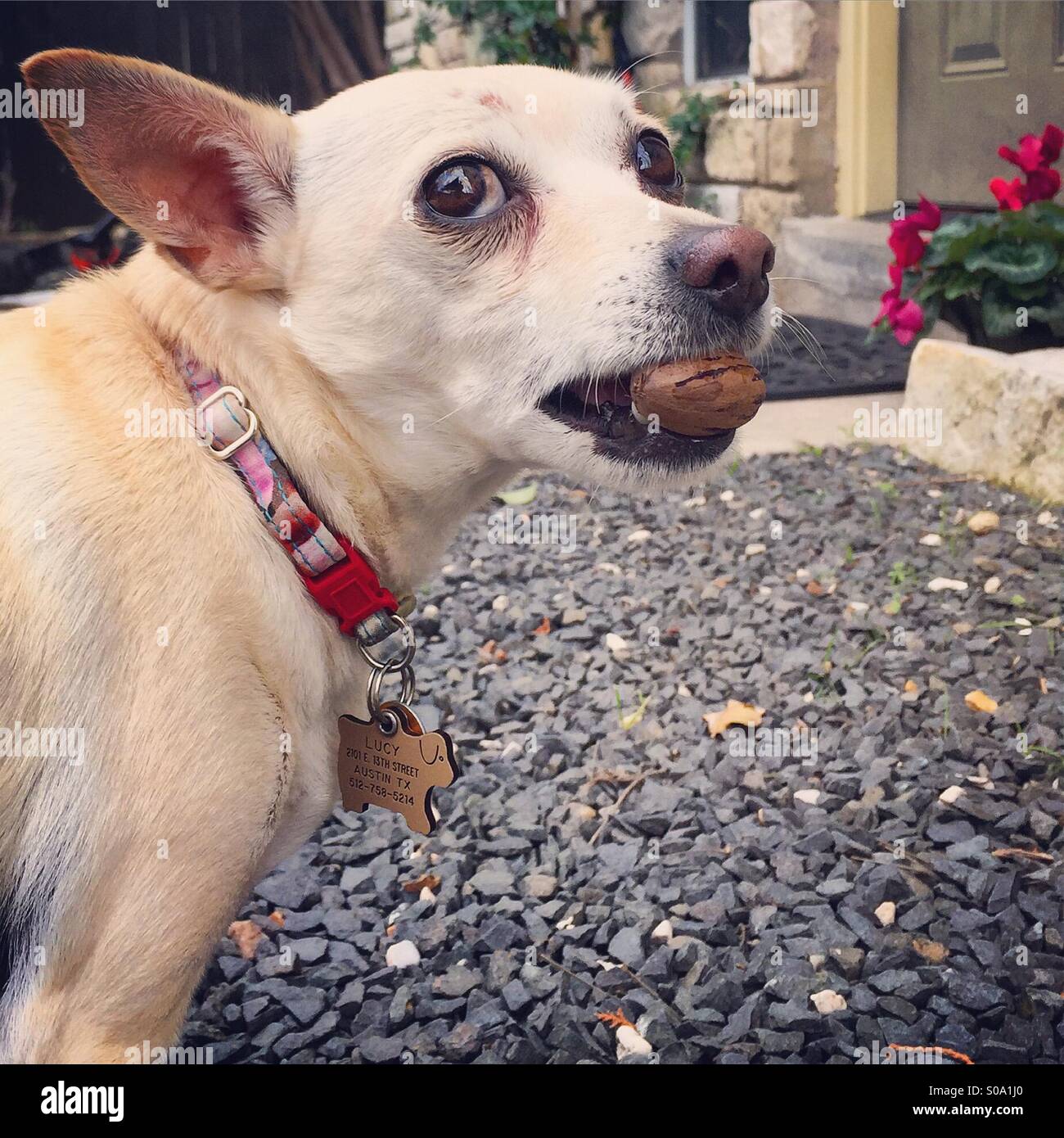 Hund Essen Teilen Stockfotos und -bilder Kaufen - Alamy