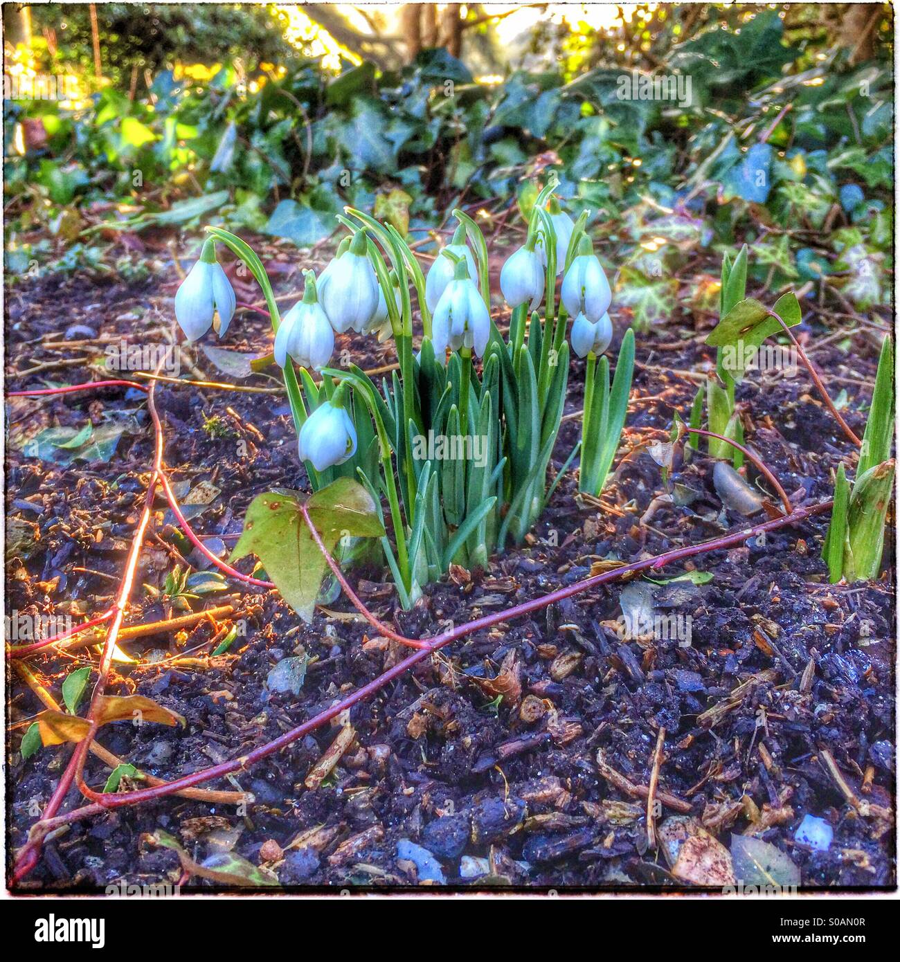 Snowdrops winter -Fotos und -Bildmaterial in hoher Auflösung – Alamy