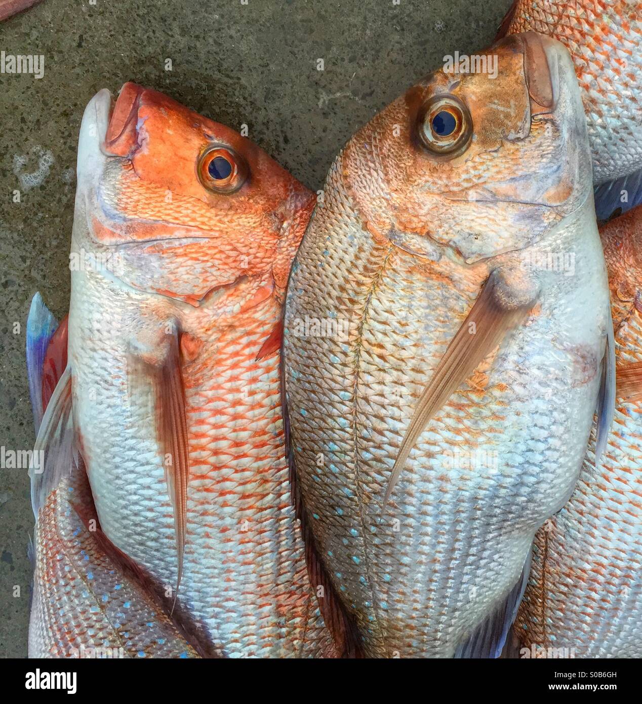 Snapper fish -Fotos und -Bildmaterial in hoher Auflösung – Alamy