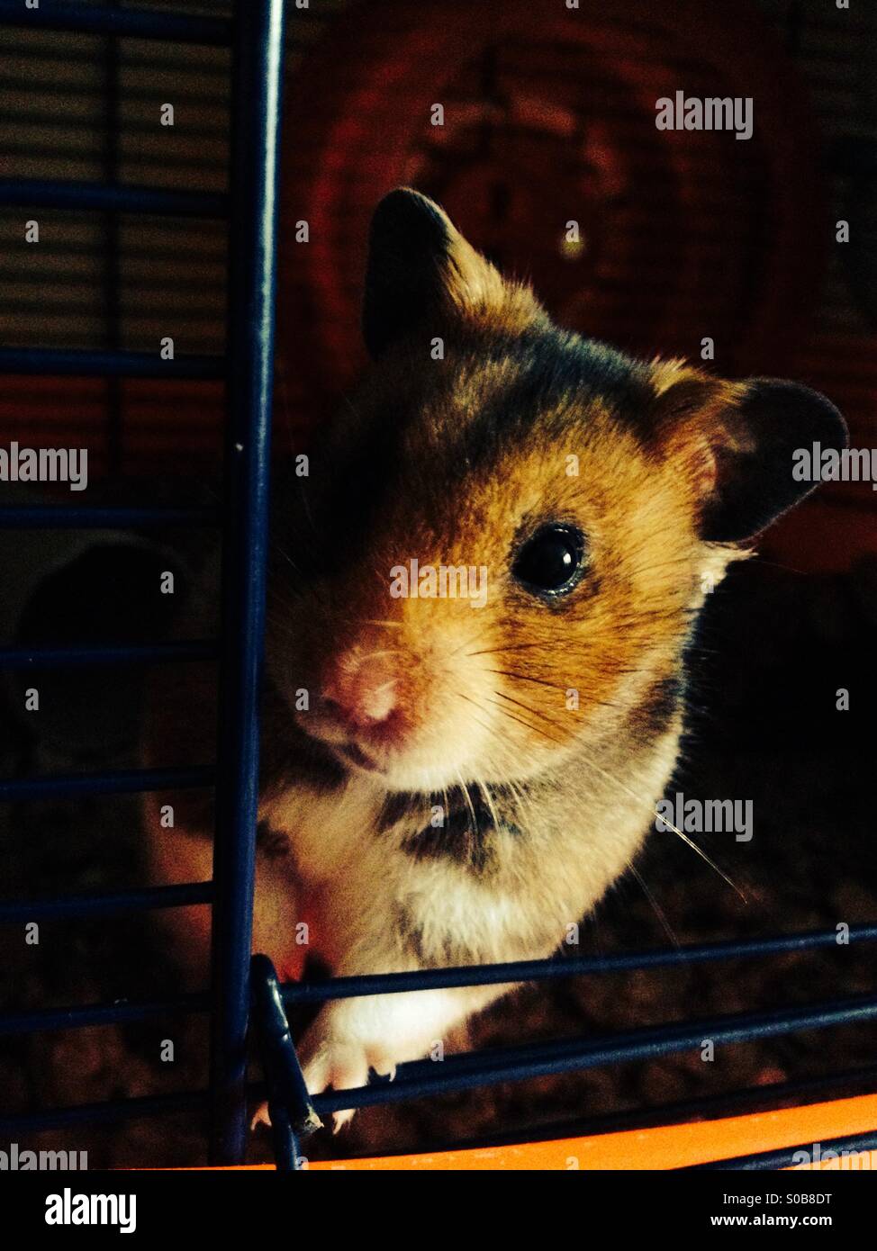 Golden Hamster Stockfotos und -bilder Kaufen - Alamy