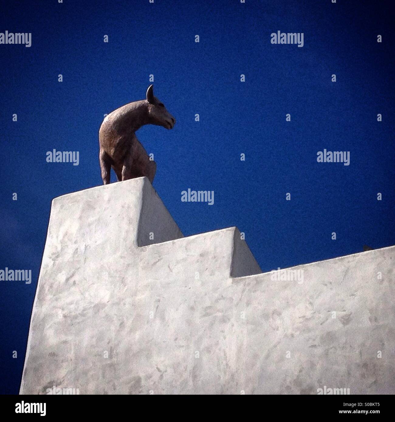 Kuh auf dem dach -Fotos und -Bildmaterial in hoher Auflösung – Alamy