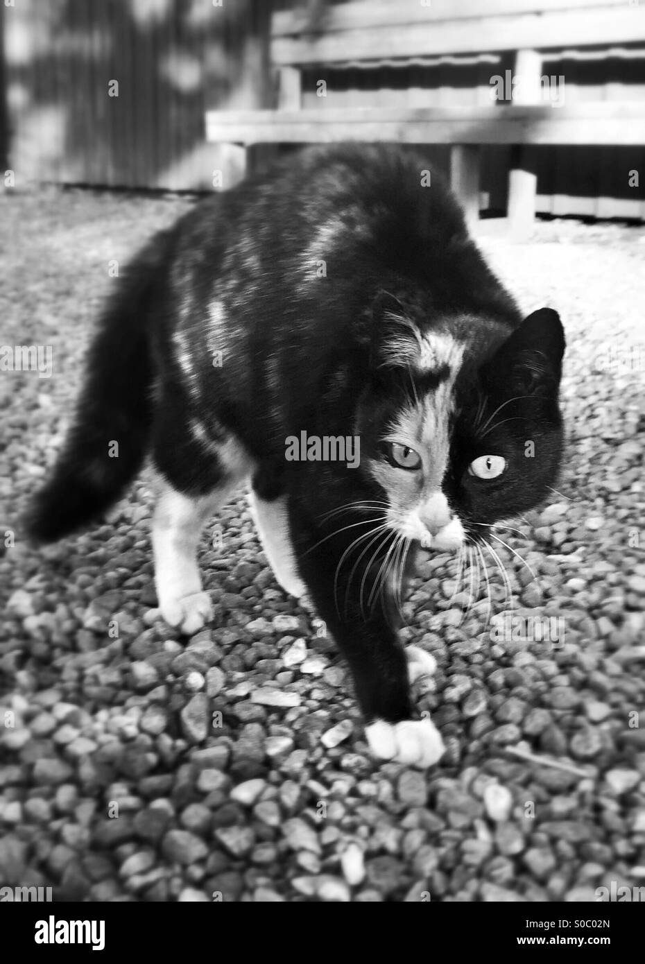 Katze schleicht sich -Fotos und -Bildmaterial in hoher Auflösung – Alamy
