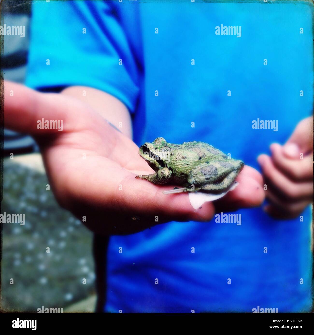 Frosch hand -Fotos und -Bildmaterial in hoher Auflösung – Alamy