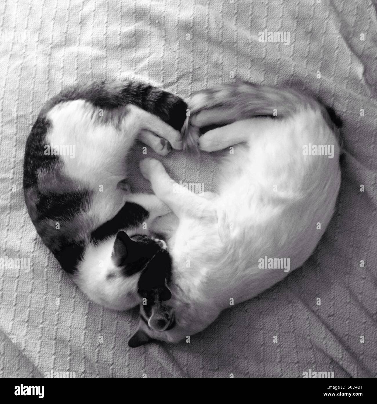 Liebe Für Tiere Stockfotos und -bilder Kaufen - Alamy