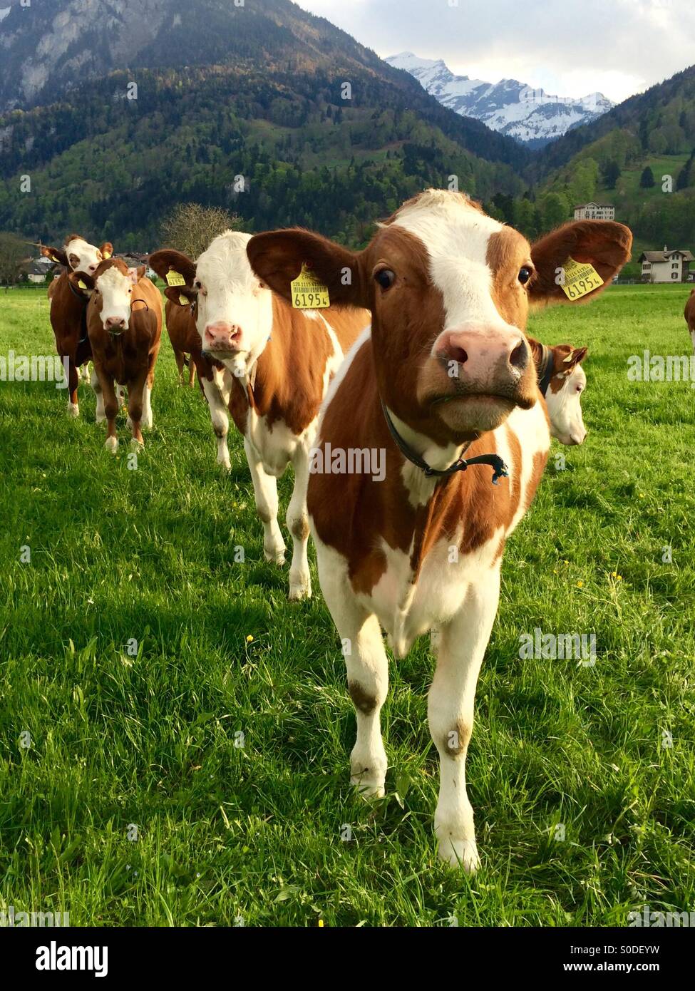 Schweizer Kühe Weiden In Den Schweizer Alpen Stockfotos und -bilder ...