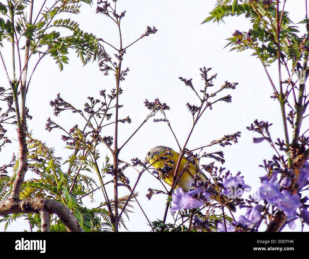 Lila vogel -Fotos und -Bildmaterial in hoher Auflösung – Alamy