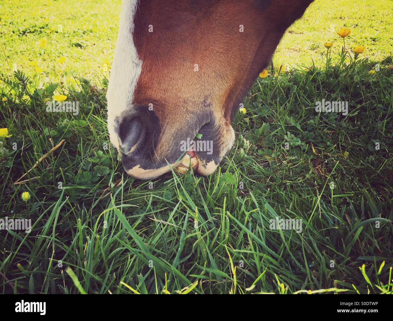 Pferd pferdig -Fotos und -Bildmaterial in hoher Auflösung – Alamy