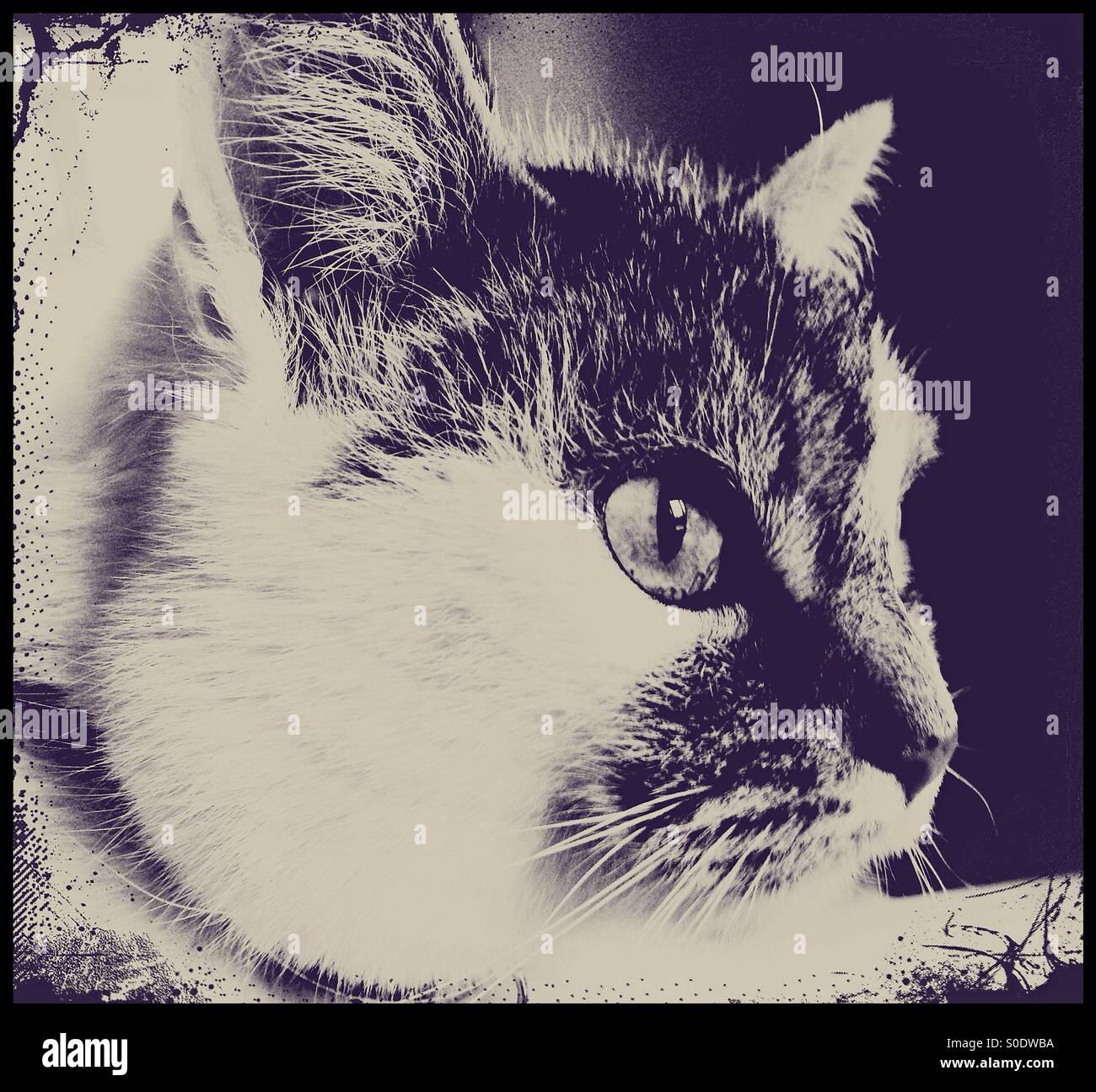 Black white tabby cat profile -Fotos und -Bildmaterial in hoher ...