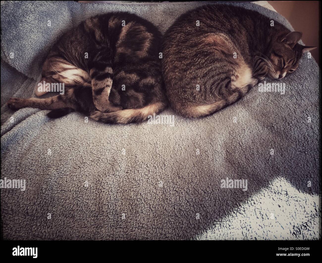 Katzen nebeneinander -Fotos und -Bildmaterial in hoher Auflösung – Alamy