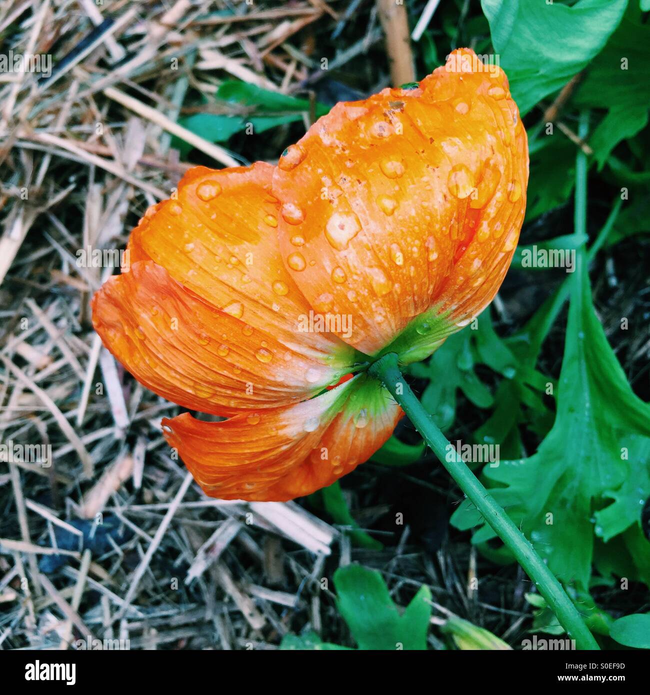Oranger stiel -Fotos und -Bildmaterial in hoher Auflösung – Alamy