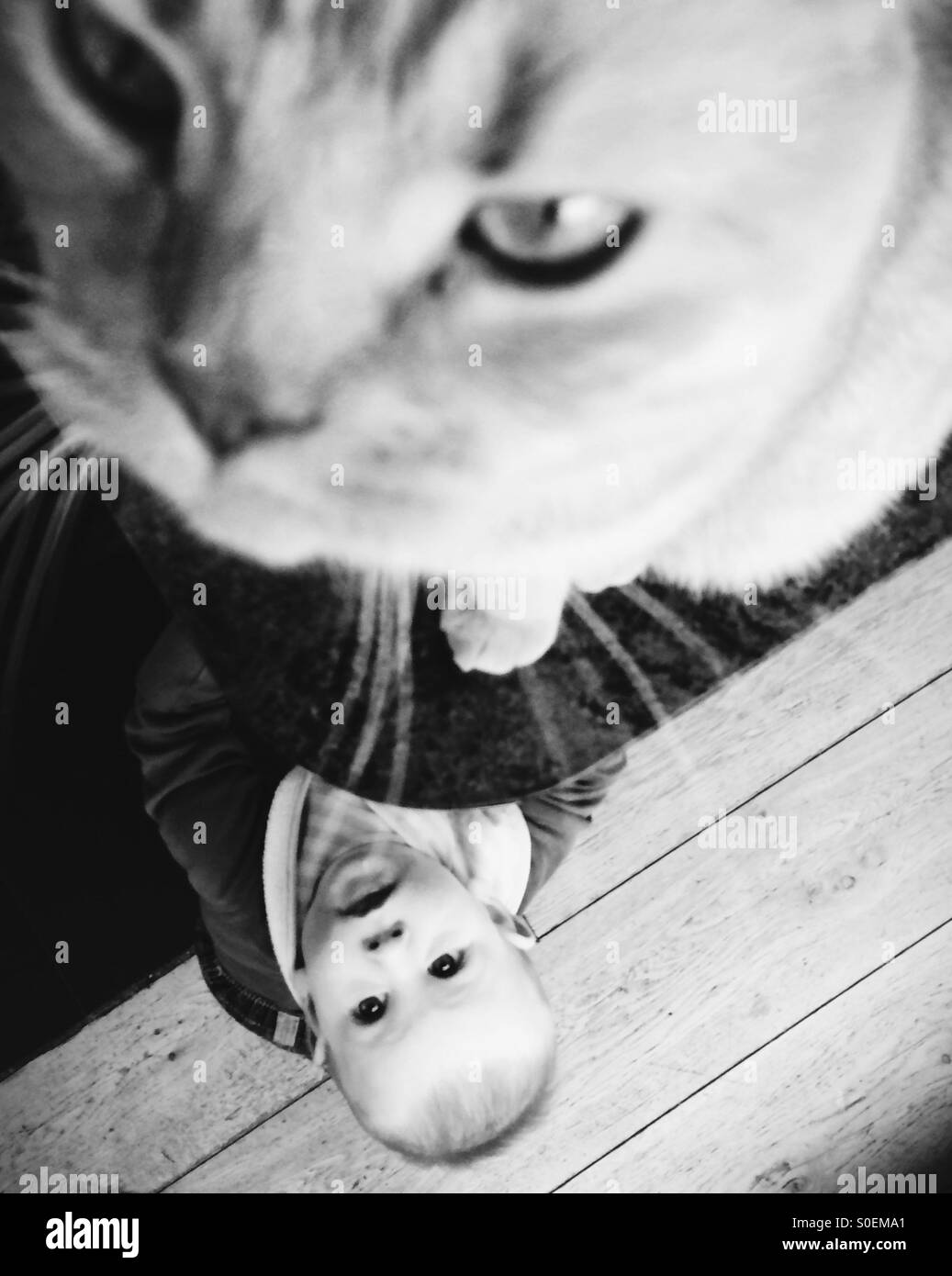 Katze Junge Stockfotos und -bilder Kaufen - Alamy