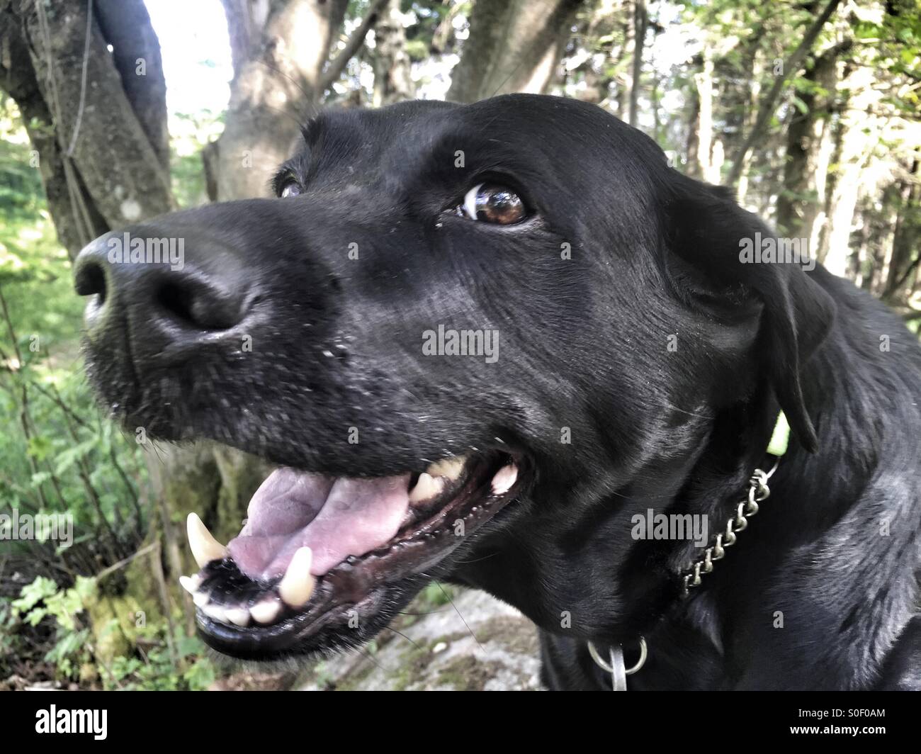 Black dog -Fotos und -Bildmaterial in hoher Auflösung – Alamy