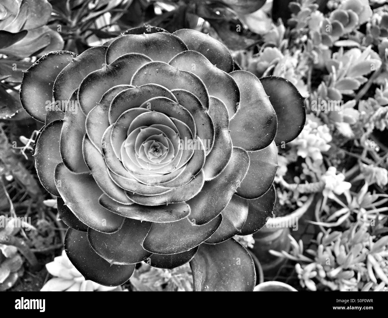 Multiple plants -Fotos und -Bildmaterial in hoher Auflösung – Alamy