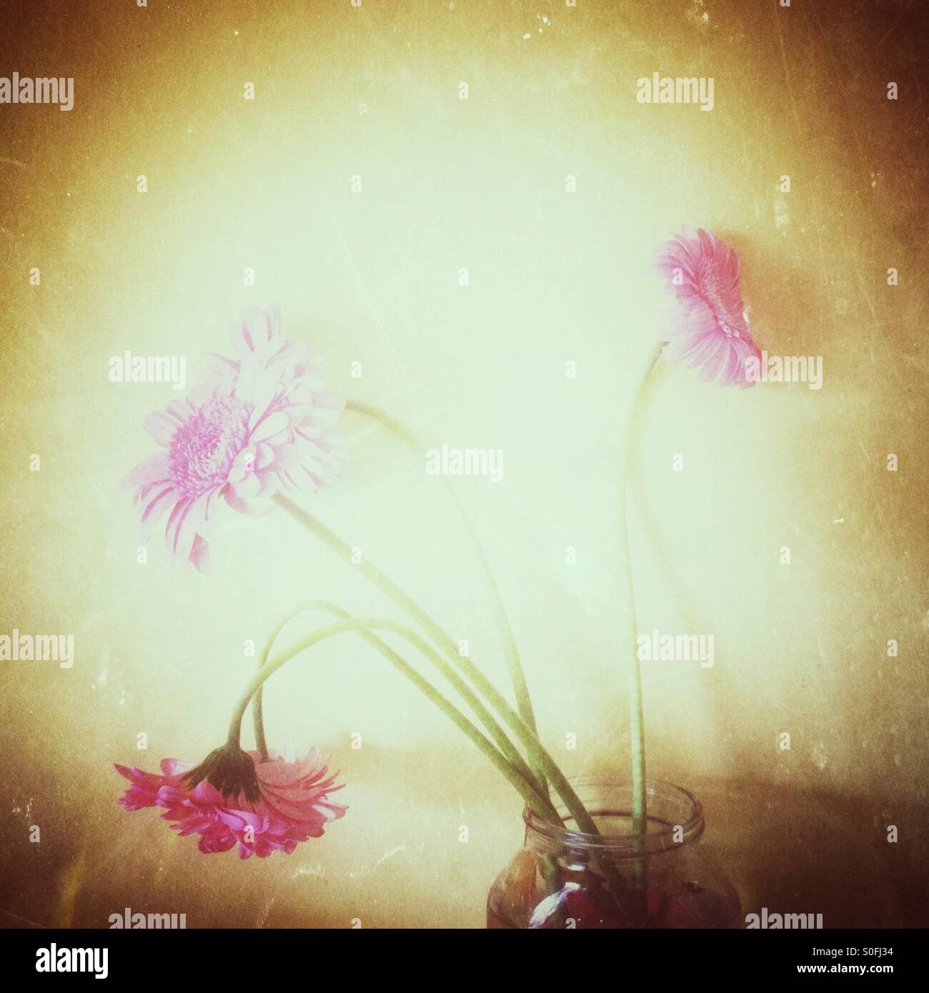 Welkende blumen -Fotos und -Bildmaterial in hoher Auflösung – Alamy