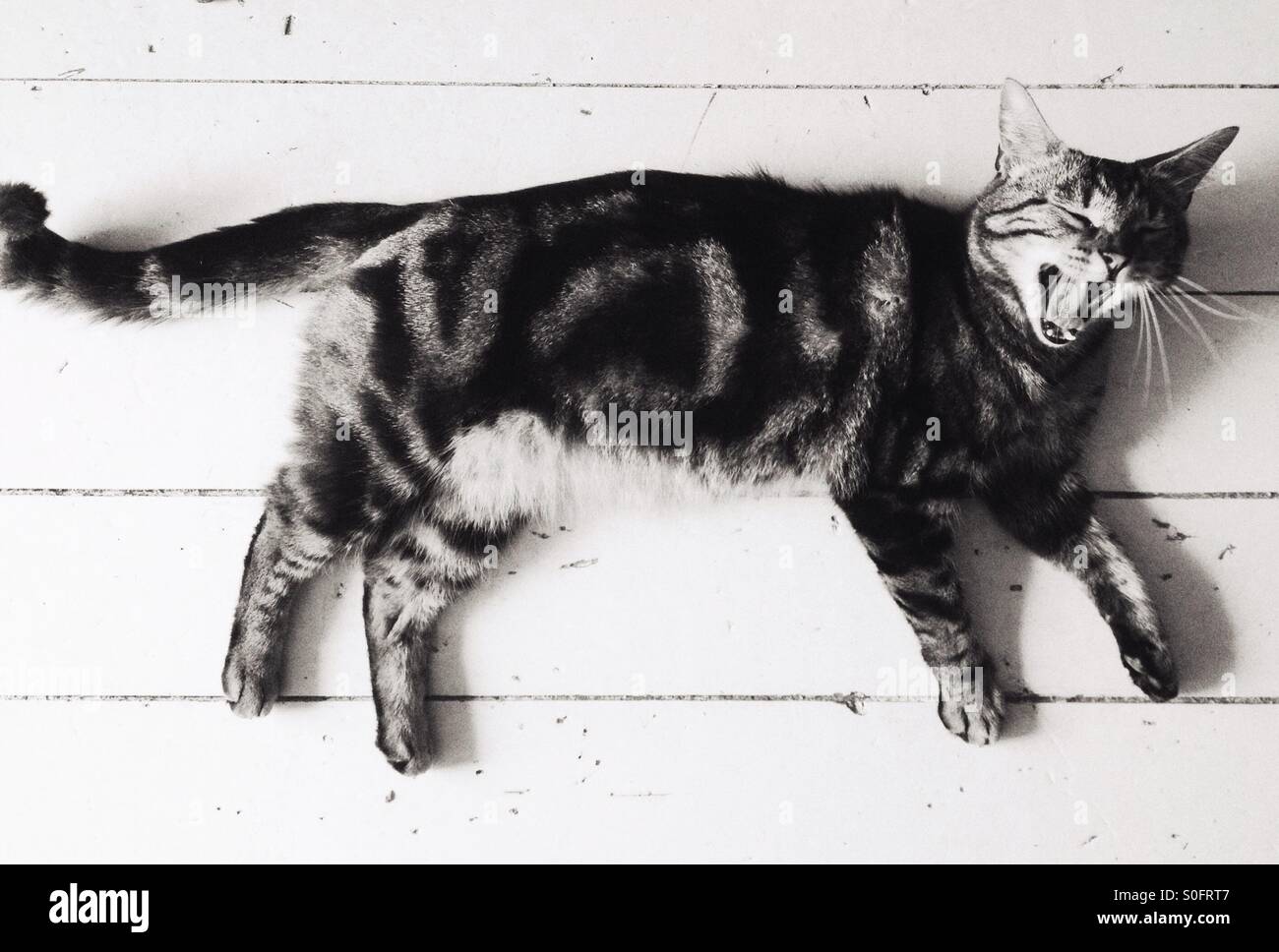Cat laughing -Fotos und -Bildmaterial in hoher Auflösung – Alamy