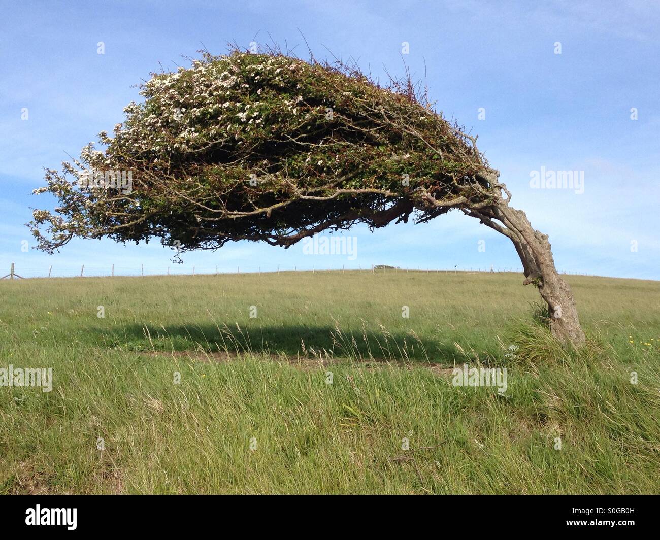 Ein Baum aus dem Wind gebogen Stockfotografie - Alamy