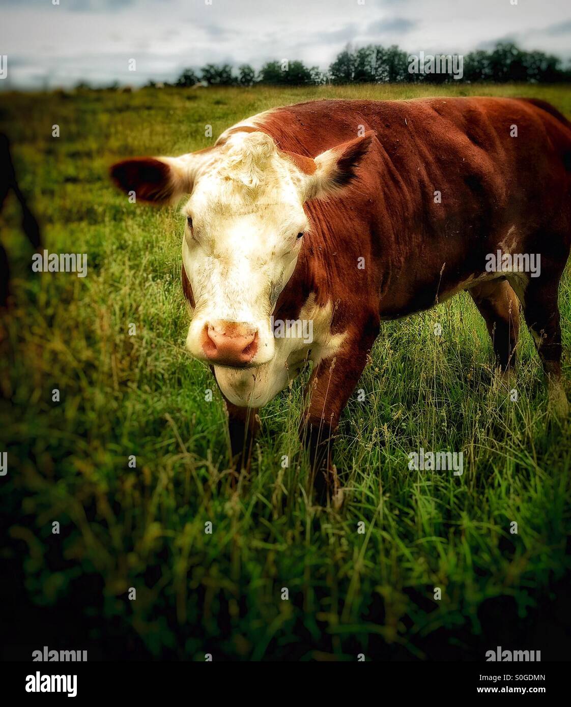 Neugier fotos -Fotos und -Bildmaterial in hoher Auflösung – Alamy