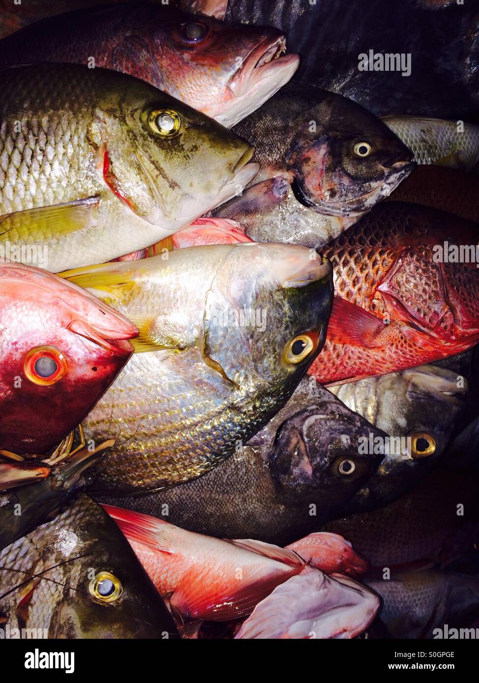 Ater fisch -Fotos und -Bildmaterial in hoher Auflösung – Alamy