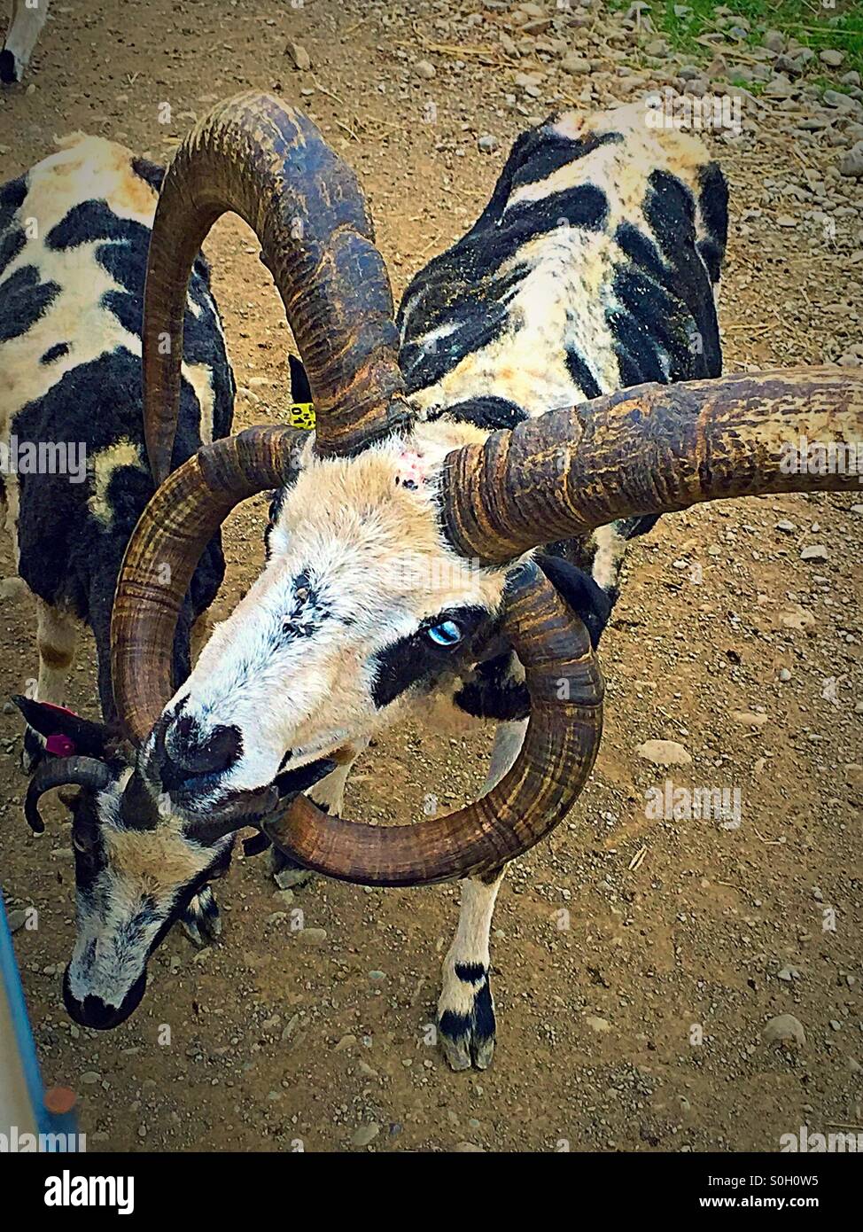 Four horn goat -Fotos und -Bildmaterial in hoher Auflösung – Alamy
