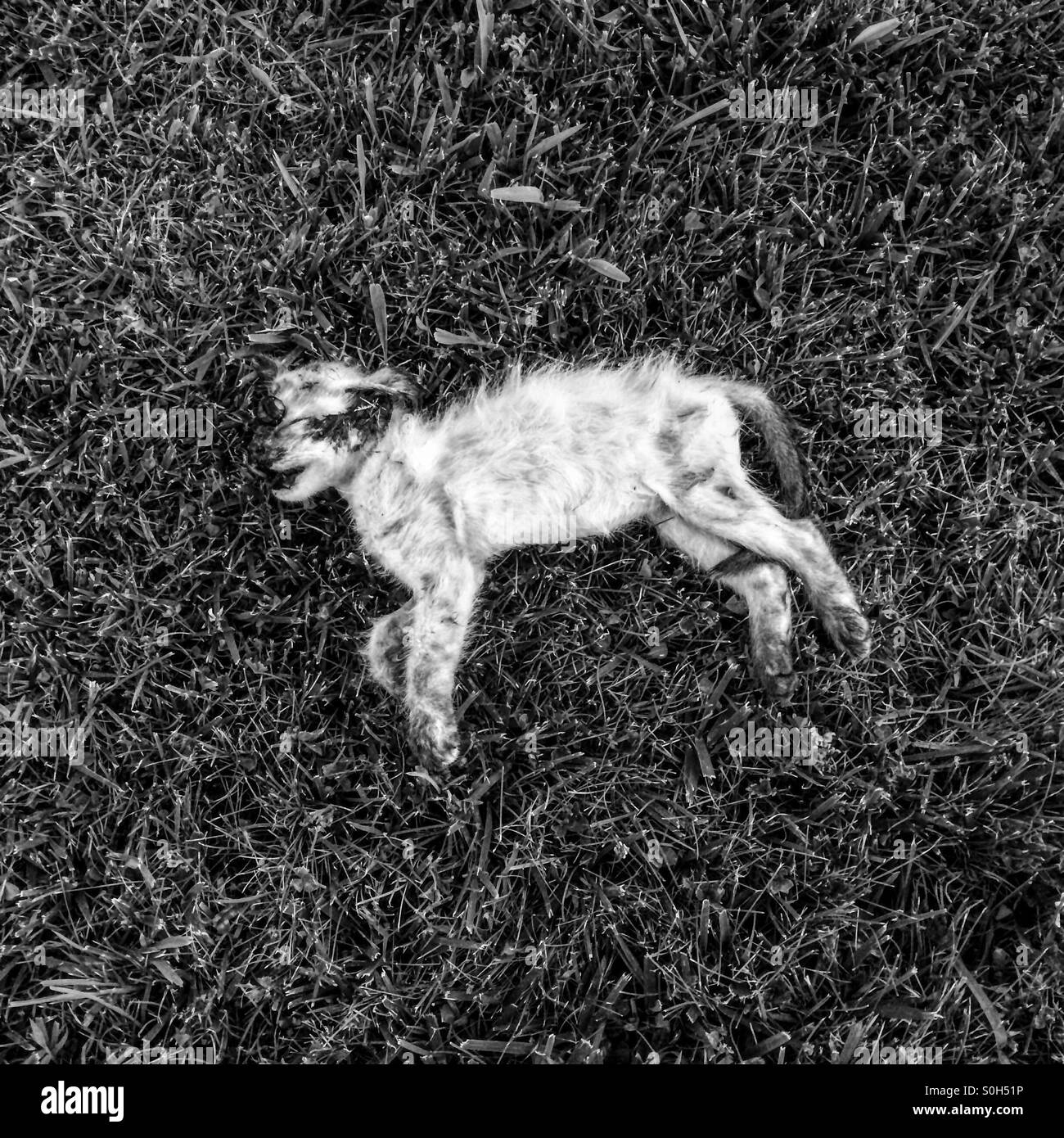 Tote Katze liegend auf dem Rasen Stockfotografie - Alamy