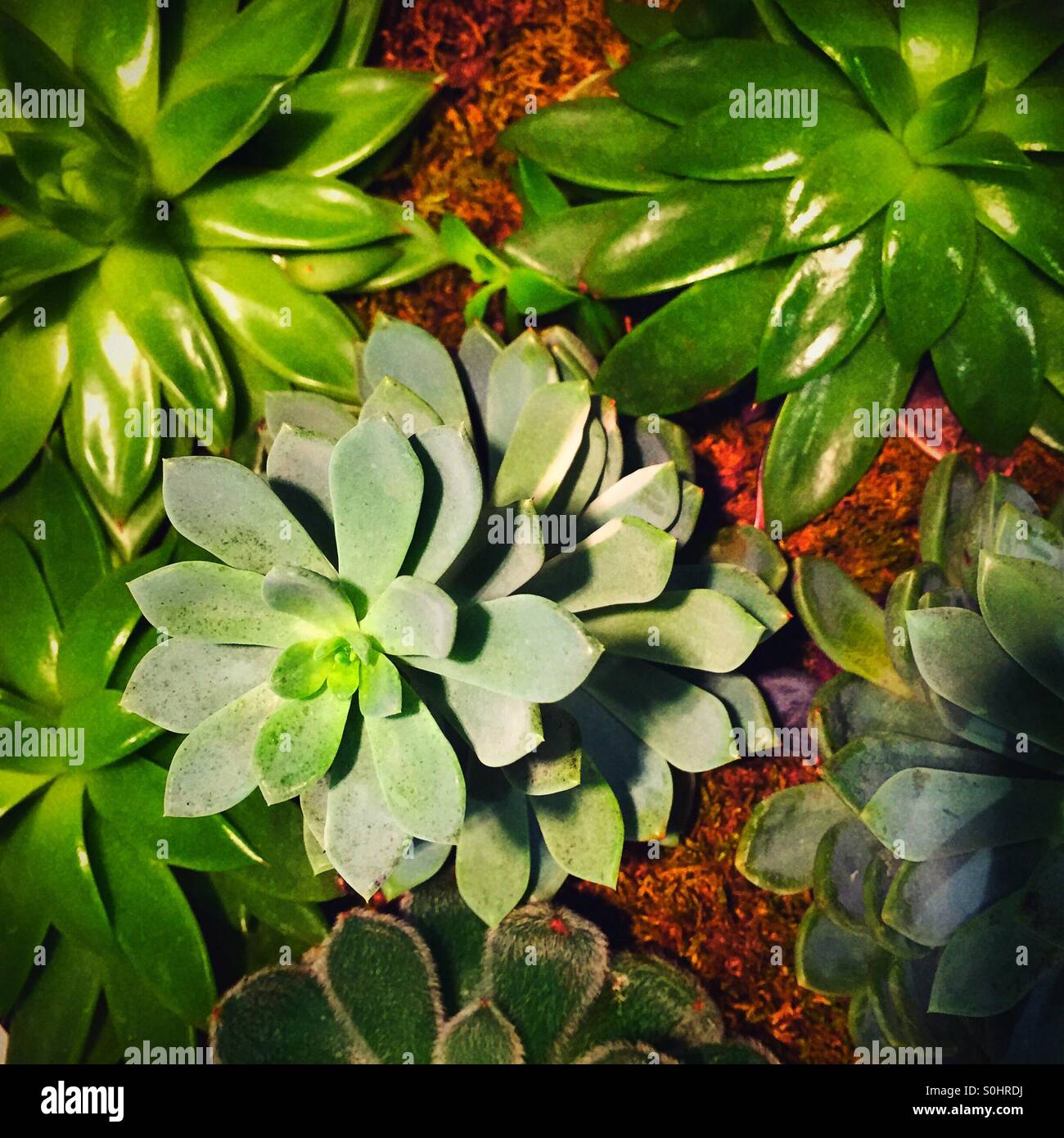 Hydrophytische Oder Hydrophile Pflanzen Stockfotos und -bilder Kaufen ...