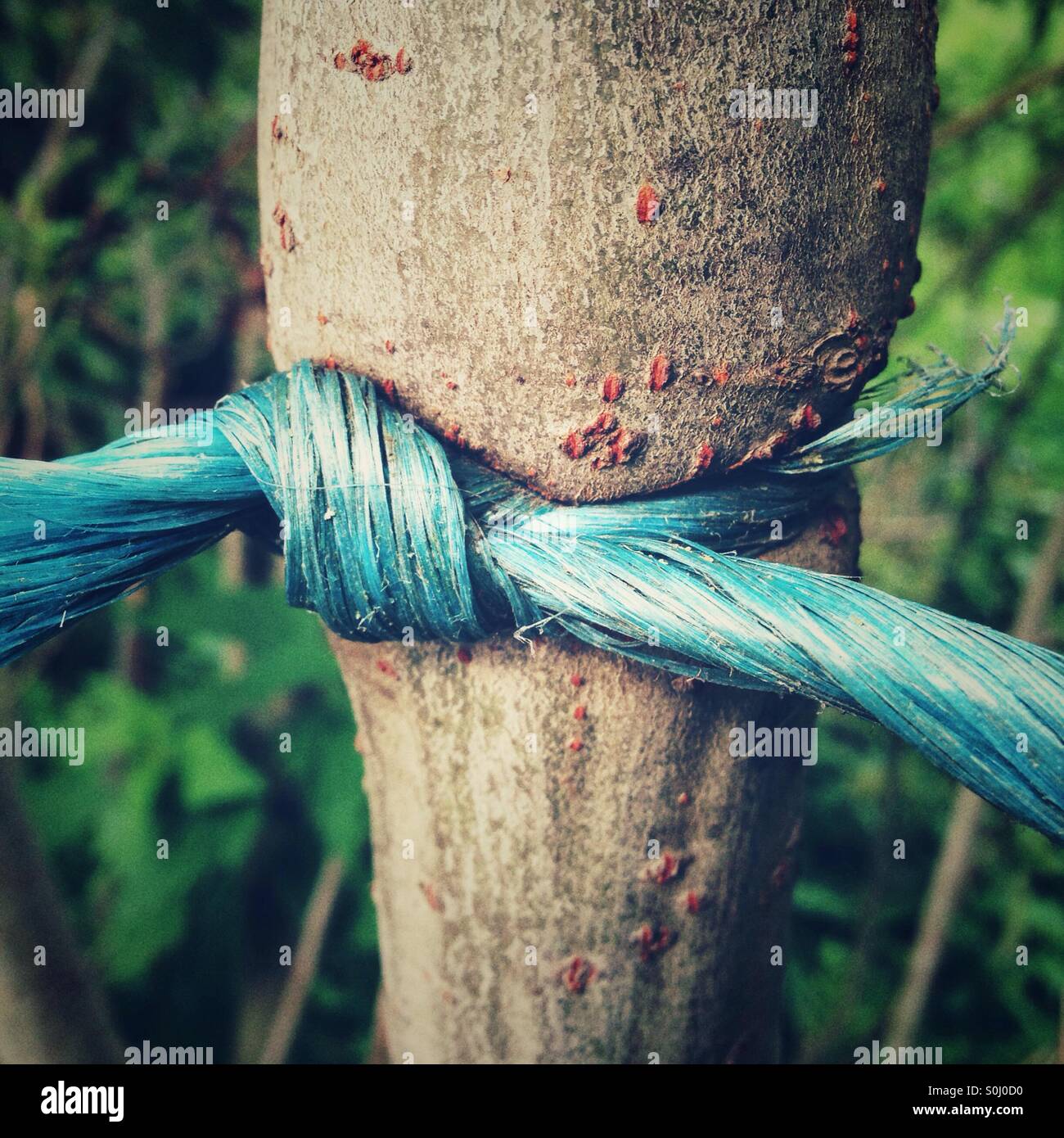 In eine Kunststoff Schnur um einen Baum mit einem Knoten gewachsen ...