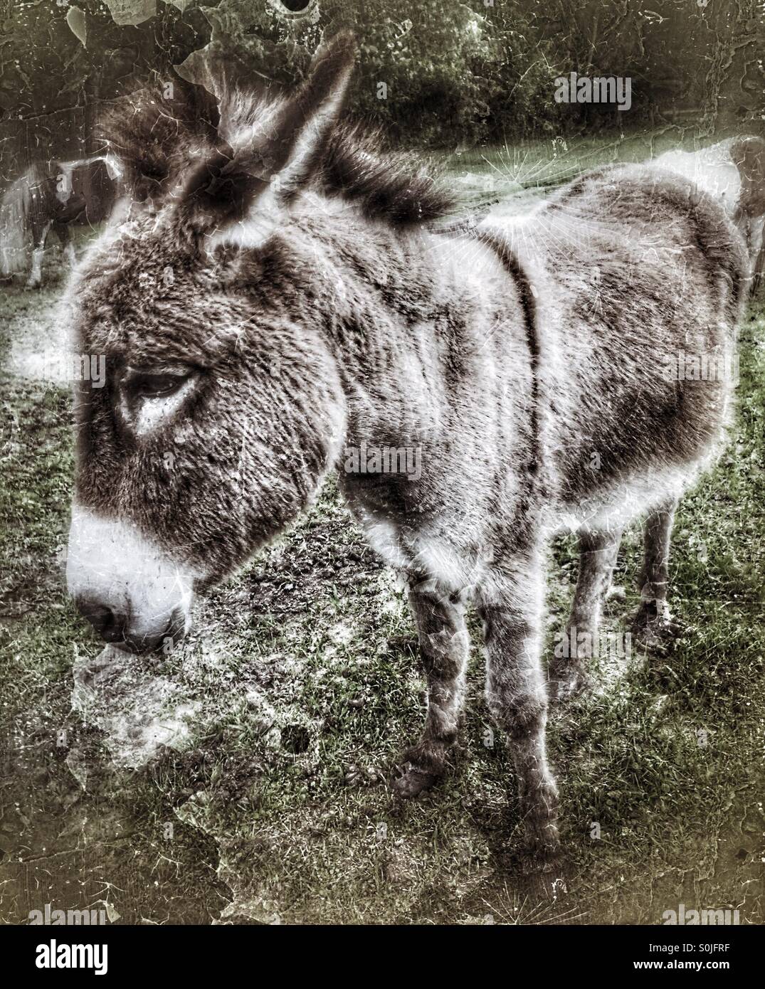 Wie esel und pferd -Fotos und -Bildmaterial in hoher Auflösung – Alamy