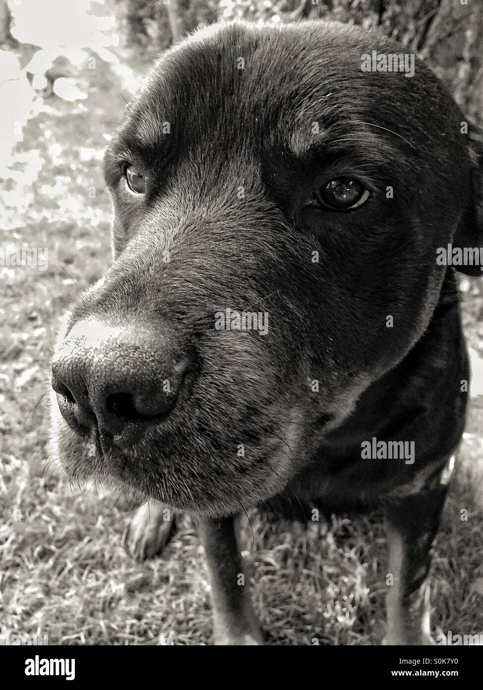Dieser alte hund -Fotos und -Bildmaterial in hoher Auflösung – Alamy