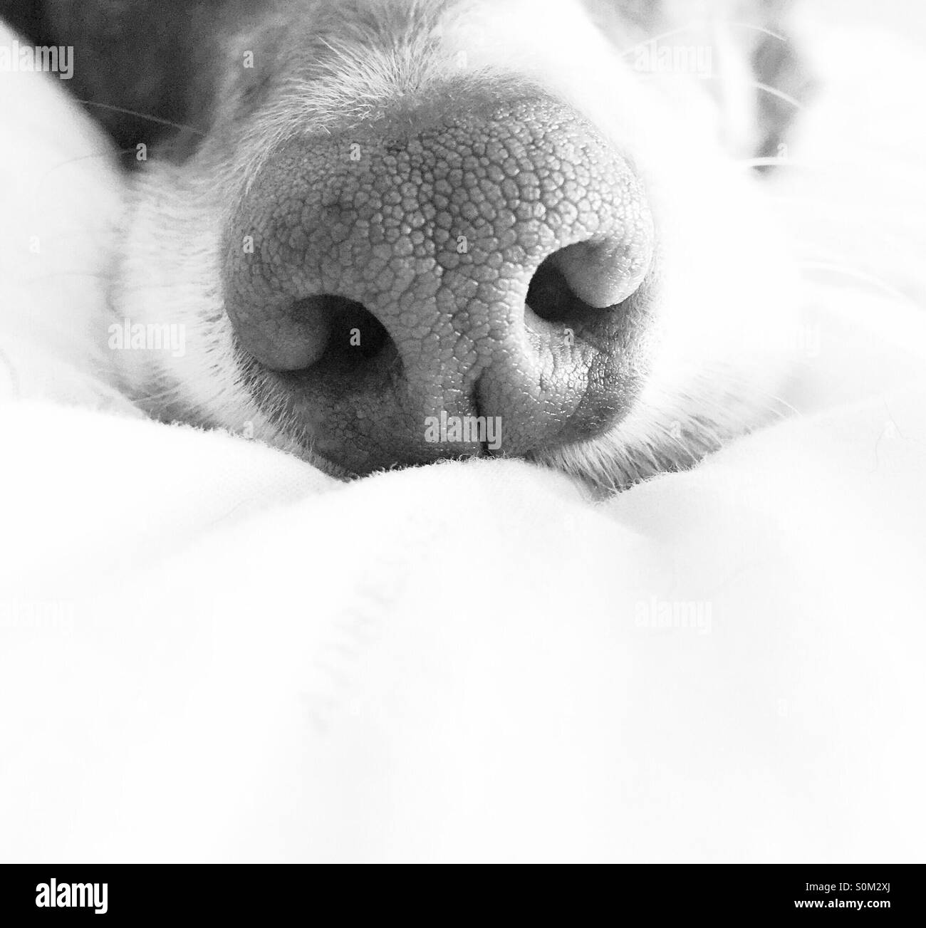 Haustiere nase -Fotos und -Bildmaterial in hoher Auflösung – Alamy