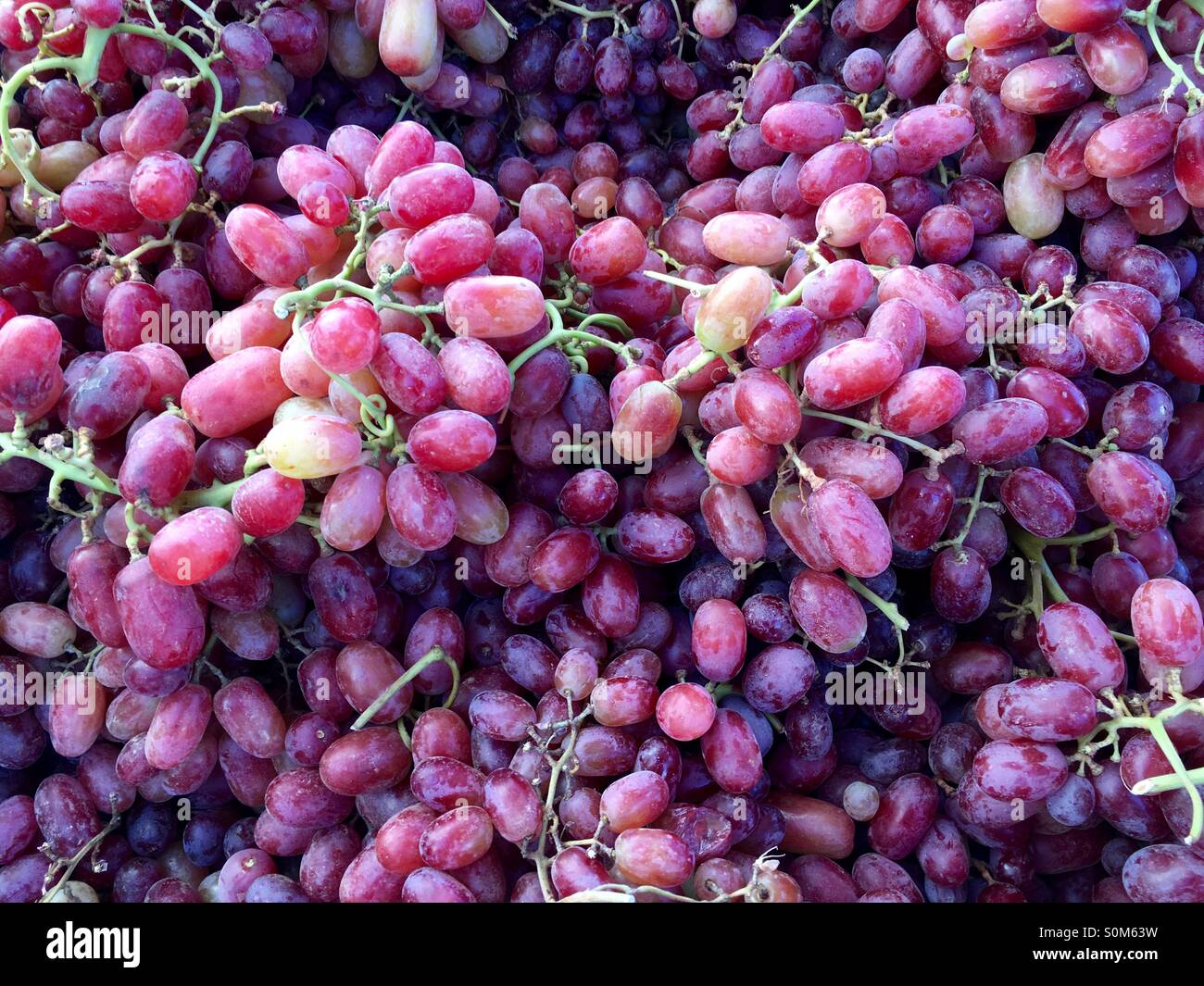 Grape stalks -Fotos und -Bildmaterial in hoher Auflösung – Alamy