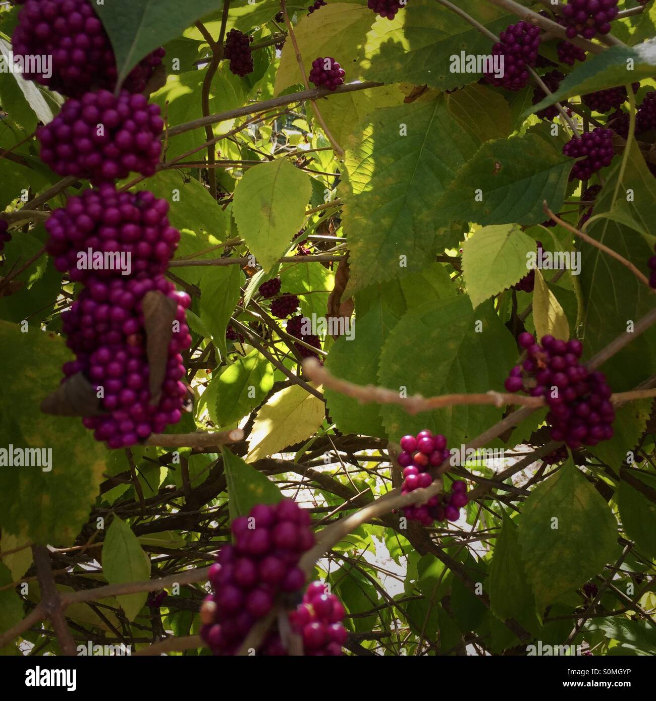 Wilde beeren -Fotos und -Bildmaterial in hoher Auflösung – Alamy