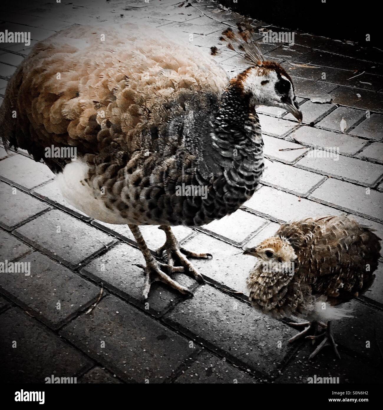 Mother peacock -Fotos und -Bildmaterial in hoher Auflösung – Alamy