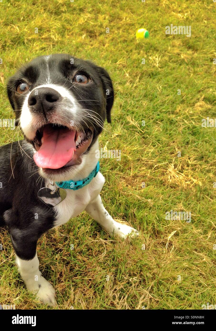 Bailey der hund -Fotos und -Bildmaterial in hoher Auflösung – Alamy