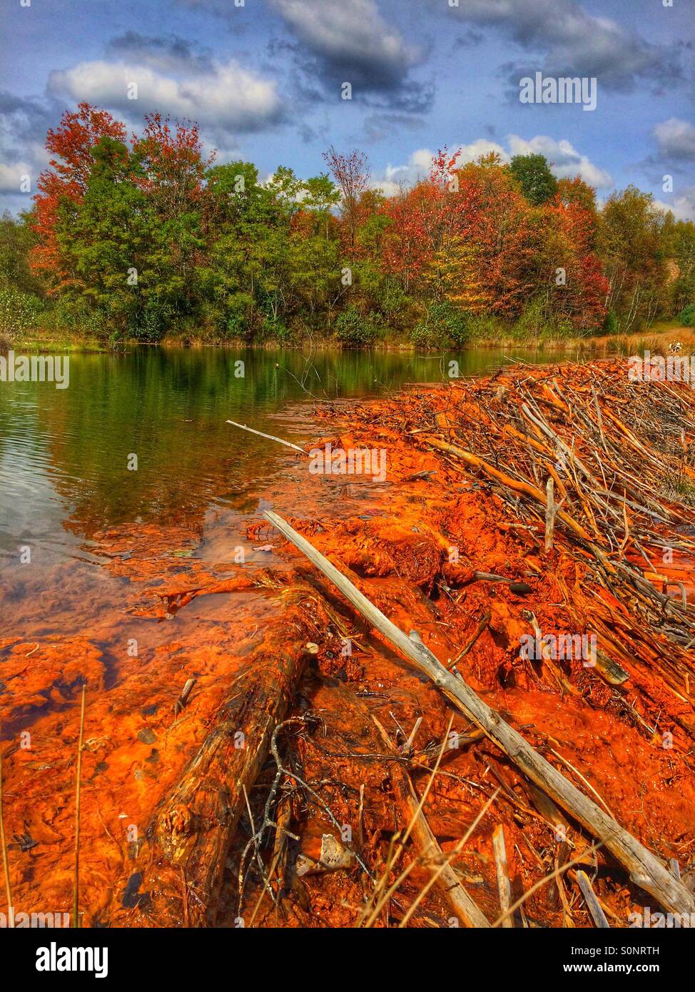Biberdamm im wasser -Fotos und -Bildmaterial in hoher Auflösung – Alamy