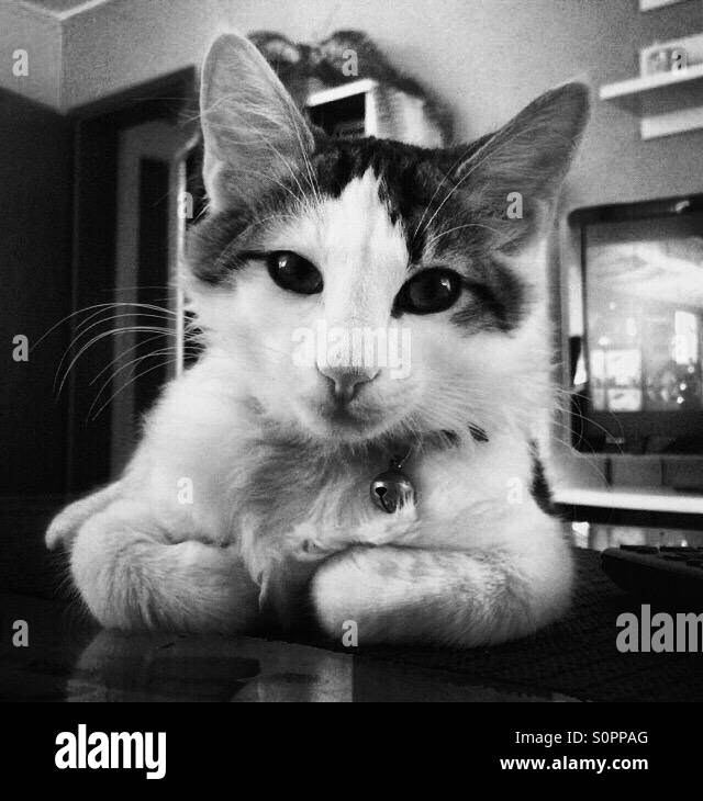 Chillin katze -Fotos und -Bildmaterial in hoher Auflösung – Alamy