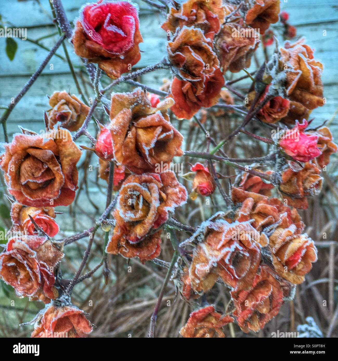 Eis und rosen -Fotos und -Bildmaterial in hoher Auflösung – Alamy