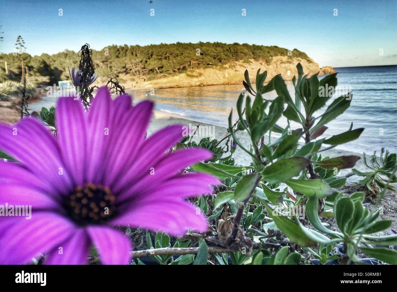 Blume am strand -Fotos und -Bildmaterial in hoher Auflösung – Alamy