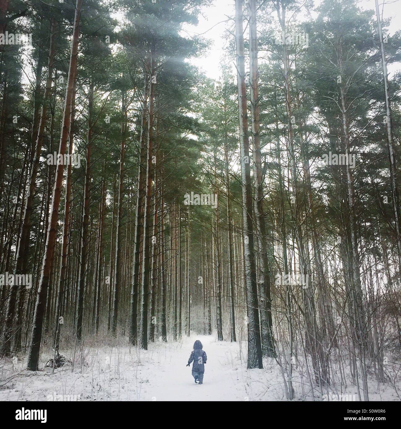 kleines Kind im Wald im Winter Stockfotografie - Alamy