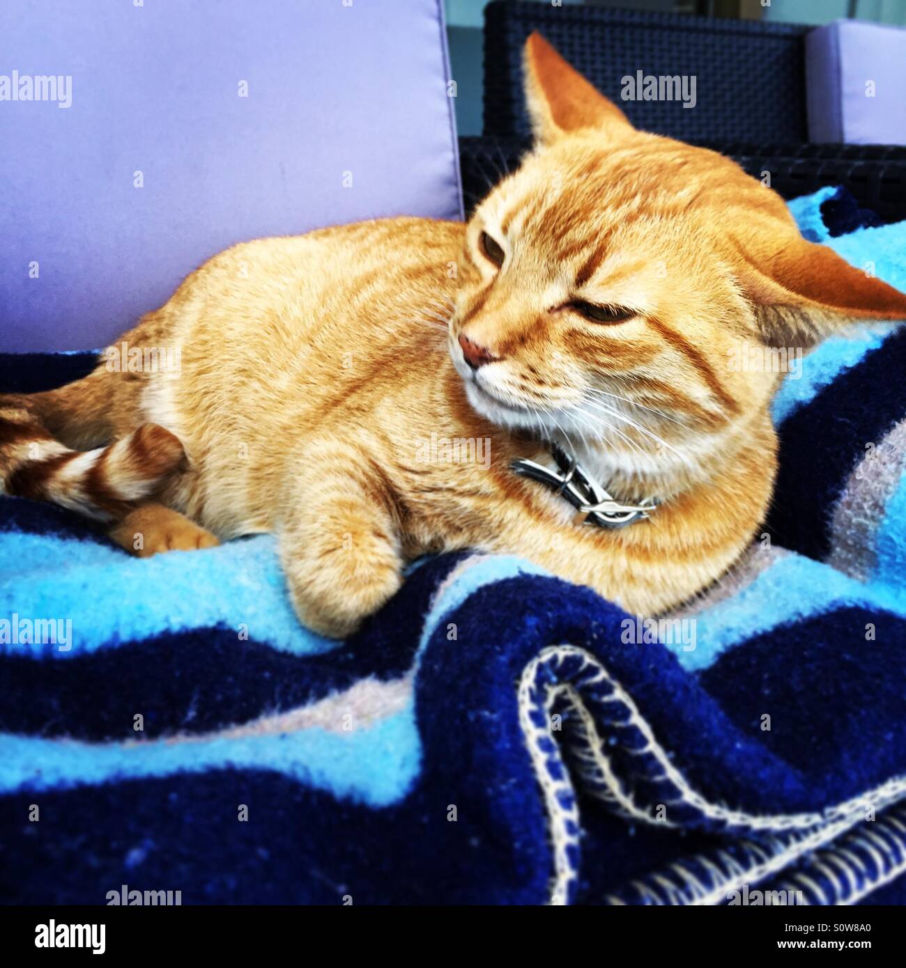 Chillin katze -Fotos und -Bildmaterial in hoher Auflösung – Alamy