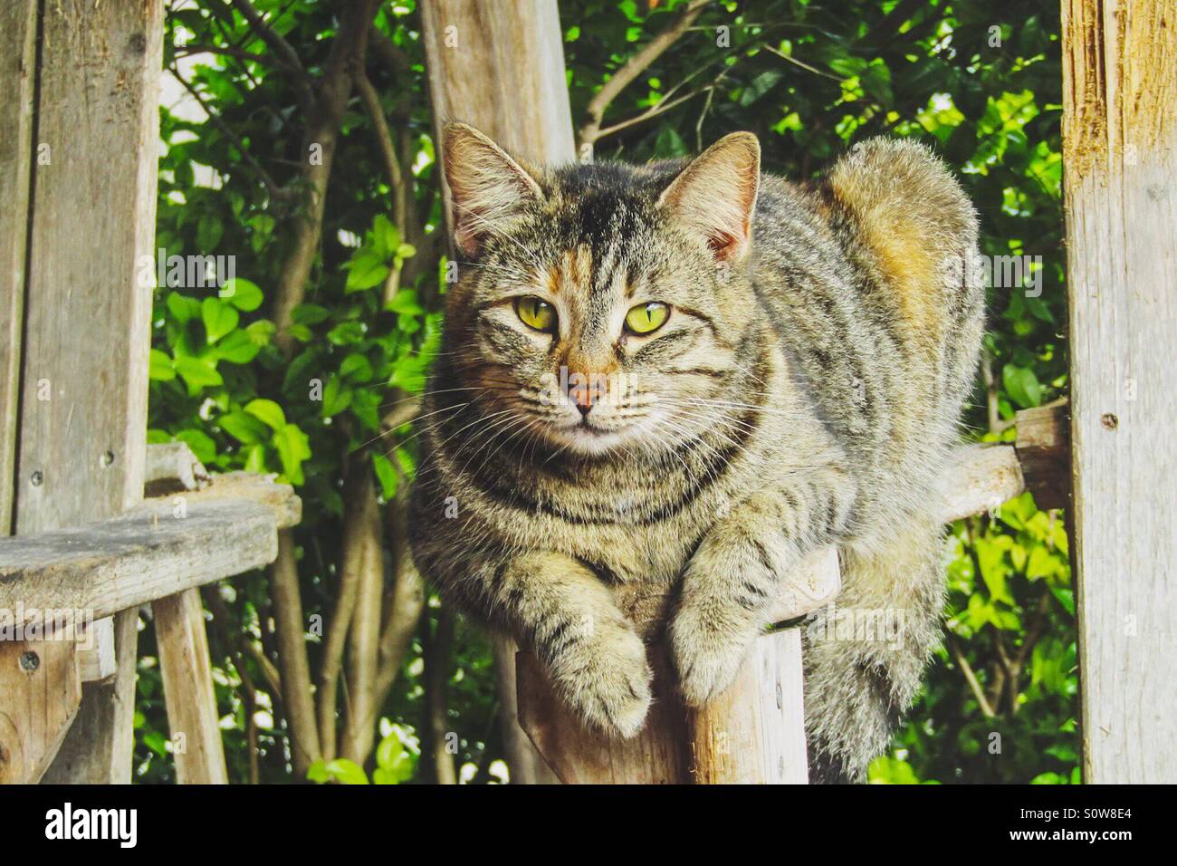 Coole katzen -Fotos und -Bildmaterial in hoher Auflösung – Alamy