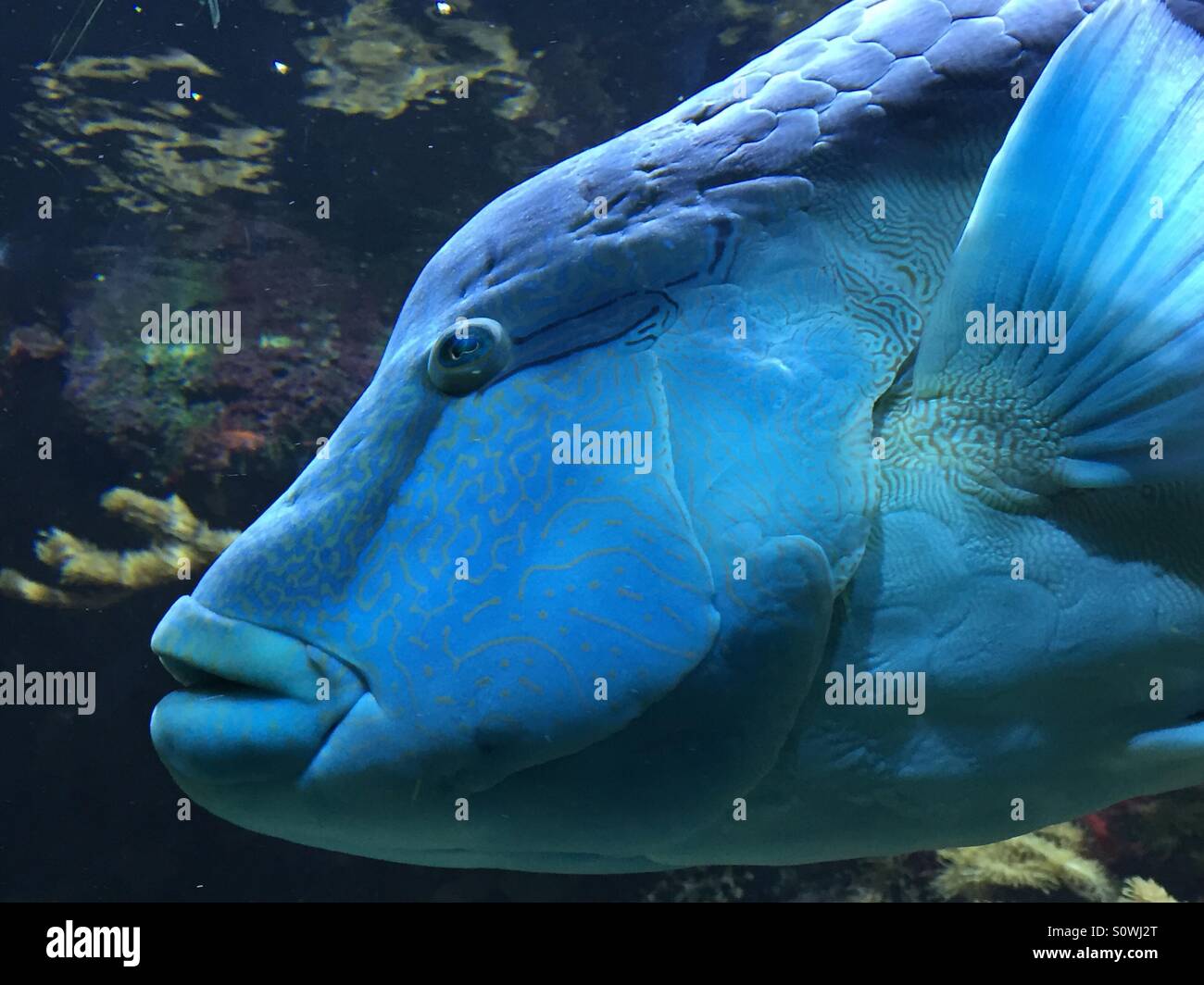 Napoleon fisch -Fotos und -Bildmaterial in hoher Auflösung – Alamy