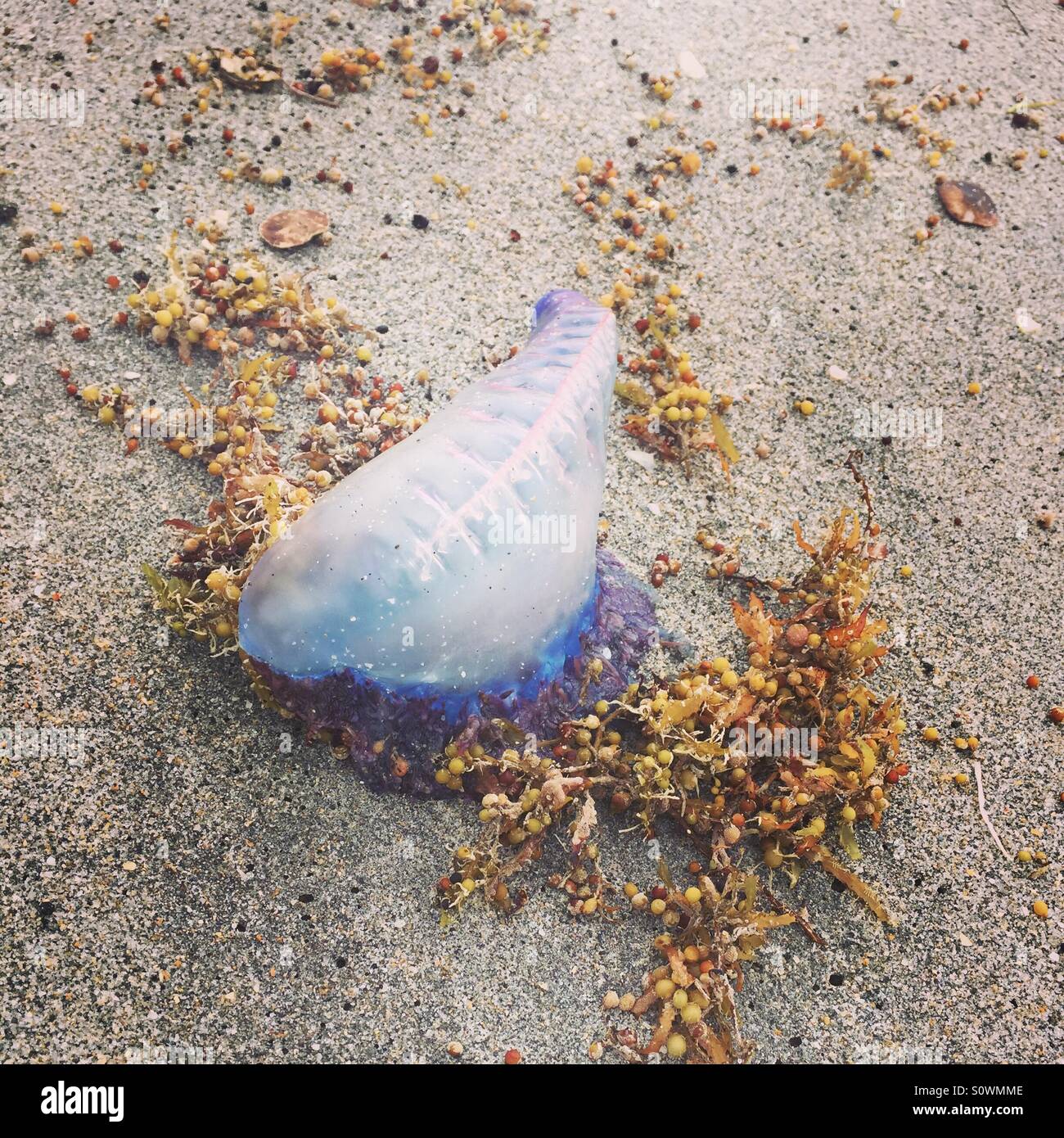 Schwebender terror -Fotos und -Bildmaterial in hoher Auflösung – Alamy