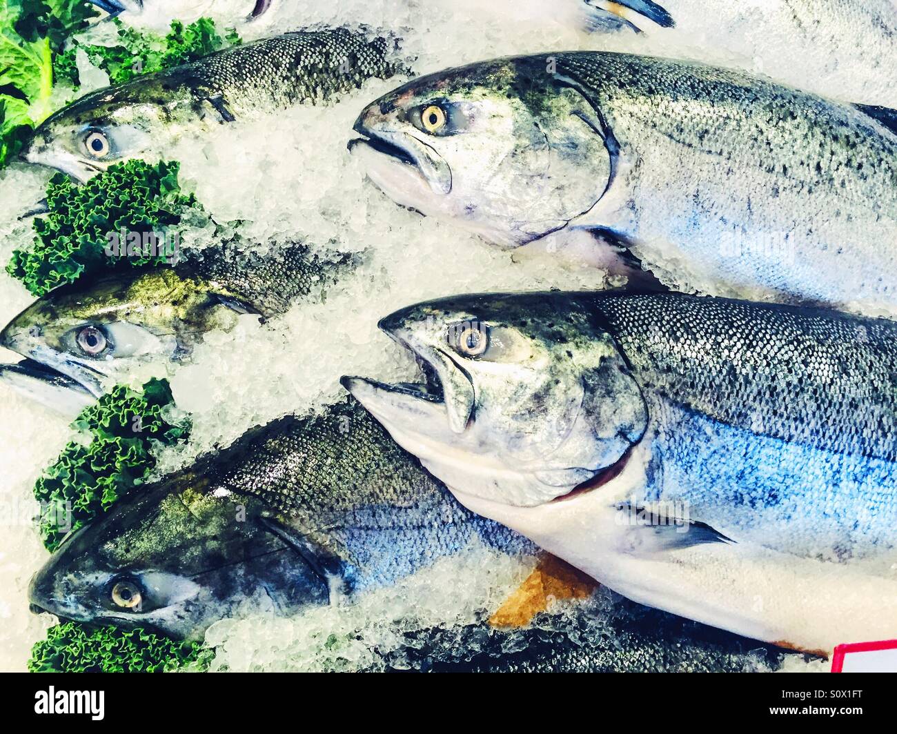 Frischer fischstand -Fotos und -Bildmaterial in hoher Auflösung – Alamy