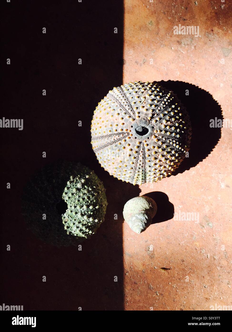 Sea urchin underwater -Fotos und -Bildmaterial in hoher Auflösung – Alamy