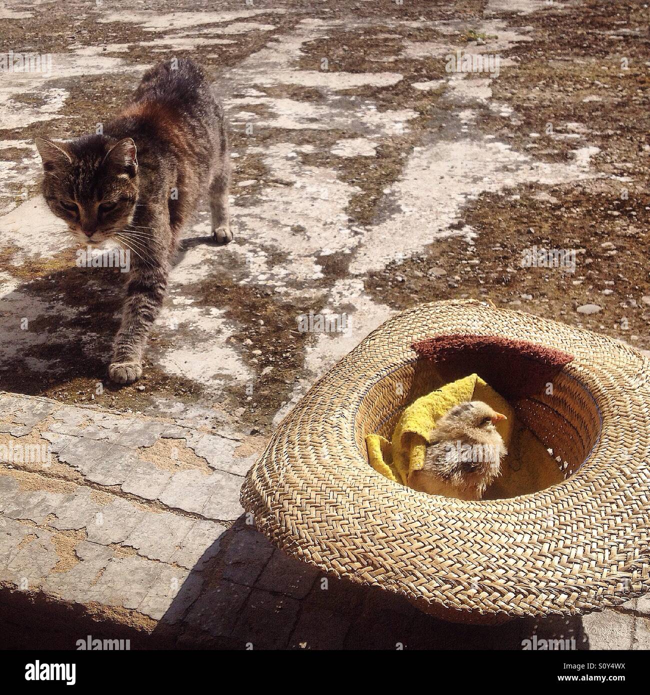 Pollito de pollo -Fotos und -Bildmaterial in hoher Auflösung – Alamy