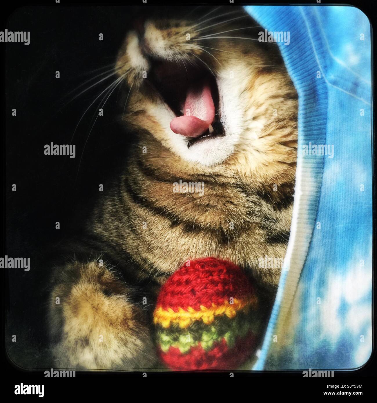 Lachende Tabby Katze mit bunten Katzenminze ball Stockfotografie - Alamy