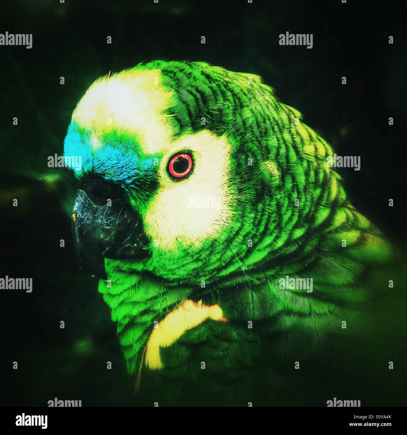 Papagei foto -Fotos und -Bildmaterial in hoher Auflösung – Alamy