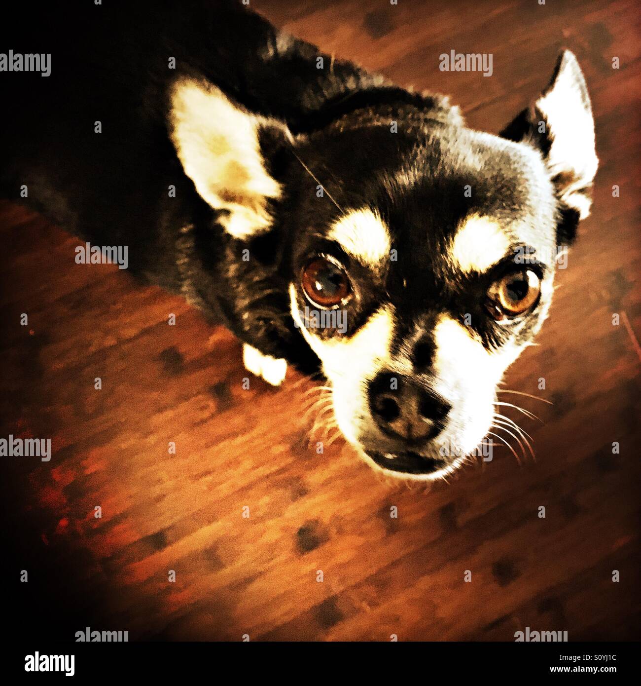 Chihuahua dog angry -Fotos und -Bildmaterial in hoher Auflösung – Alamy
