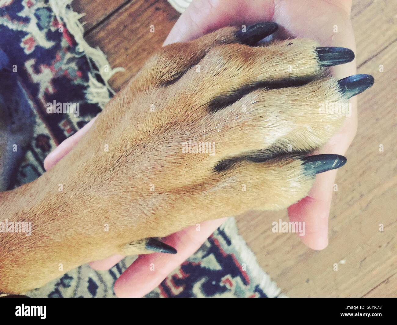 Großer Hundepfote auf menschliche hand Stockfotografie - Alamy