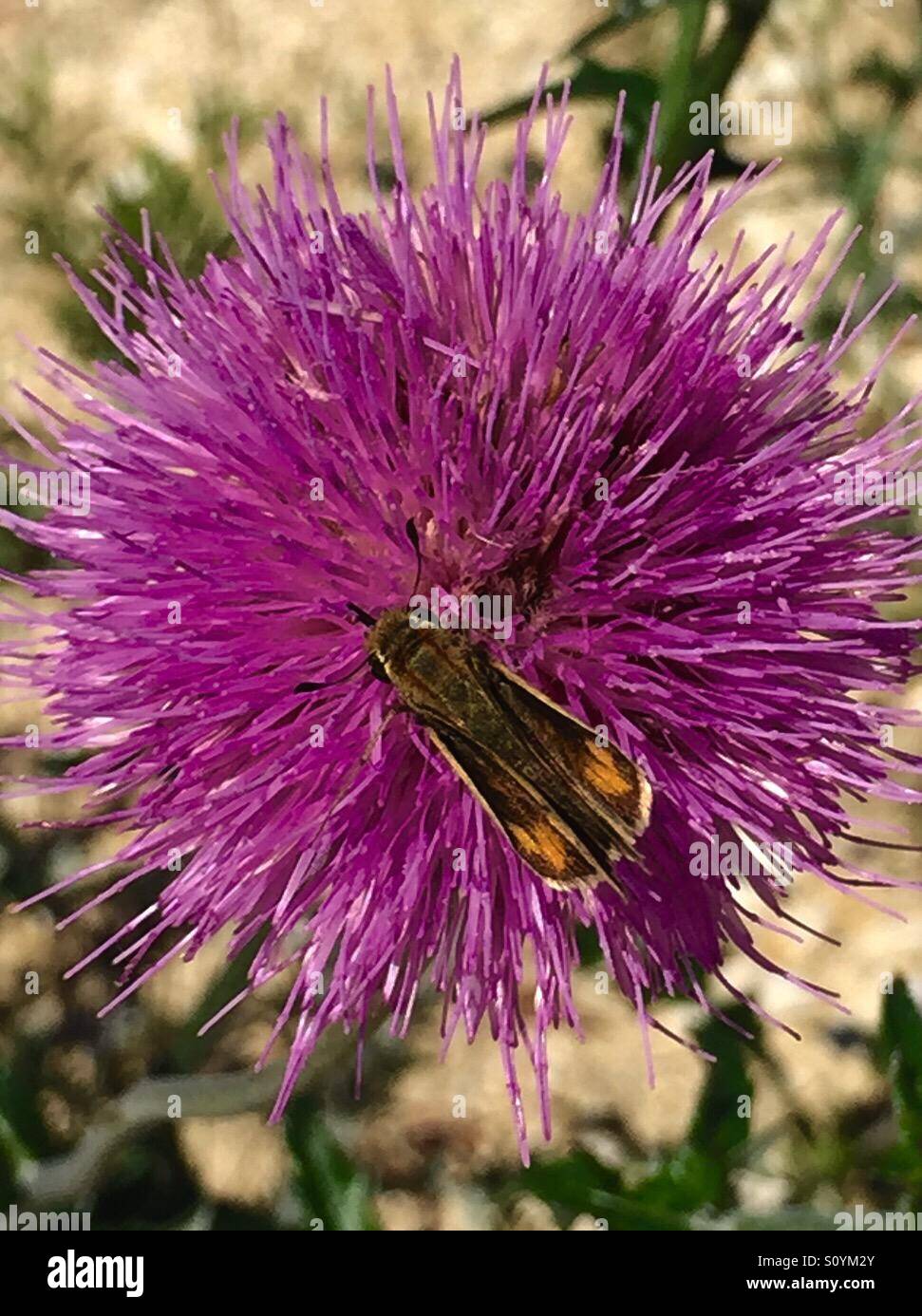 Distel schmetterling -Fotos und -Bildmaterial in hoher Auflösung – Alamy